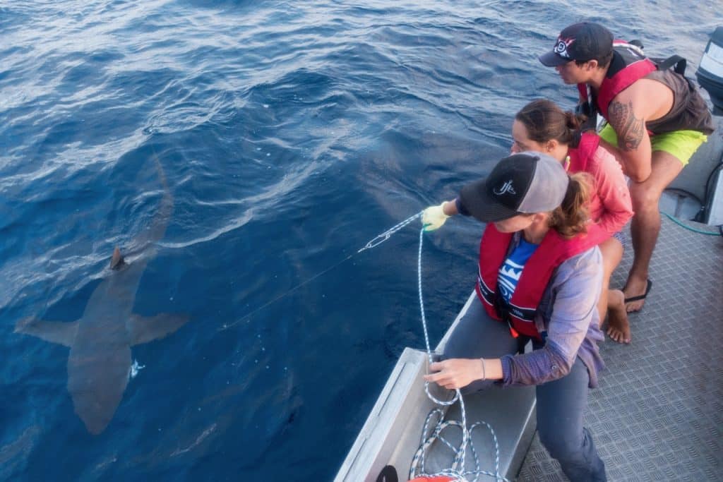 How and Why We Tag Sharks - Sharks Pacific